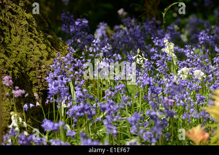 Bluebells in the Spring sunshine at Roath Park, Cardiff Stock Photo - Alamy