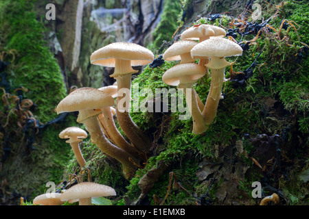 Fruiting Bodies of the Armillaria sp of Fungi Growing from a Moss ...