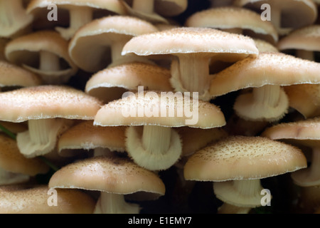 Fruiting Bodies of the Armillaria sp of Fungi Growing from a Moss ...