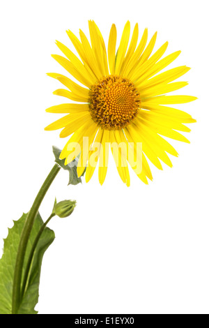 One Yellow flower isolated on white background Stock Photo - Alamy