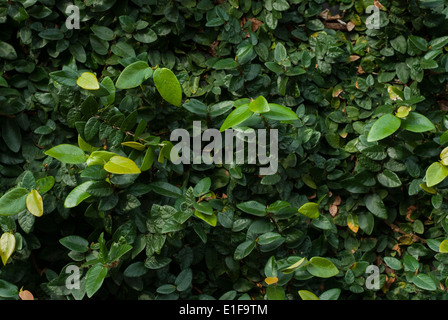 Hedge Leaves Ivy Stock Photo - Alamy