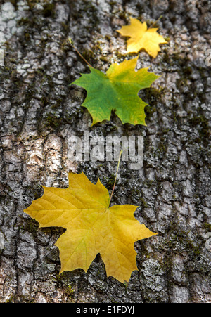 Green maple leaf., three maple leaves have changed color in fall Stock ...