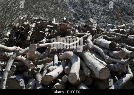 The wood pile at Great Dixter in Northiam, East Sussex, England, UK ...