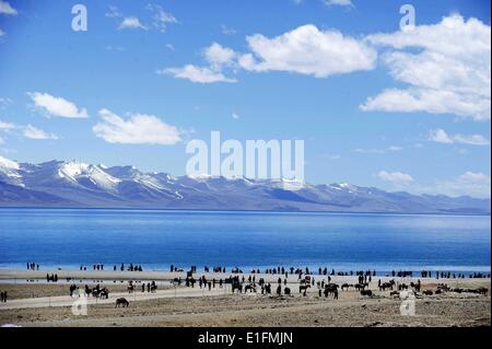 Damxung County, China's Tibet Autonomous Region. 3rd June, 2014 ...