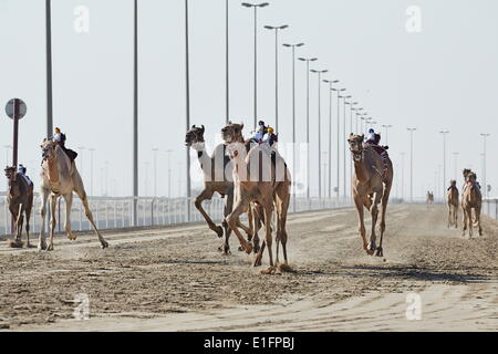 Camel racing at Al Shahaniya race track, 20km outside Doha, Qatar ...