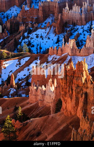 Hoodoos and pine trees with snow lit by late afternoon sun in winter ...