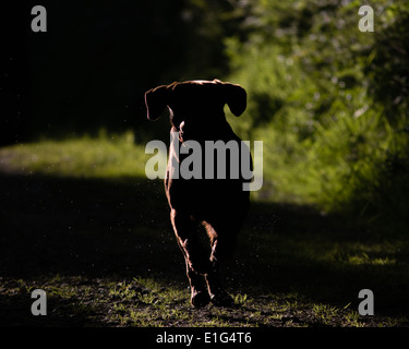 brown labrador retriever running in deep snow in swiss winter Stock ...