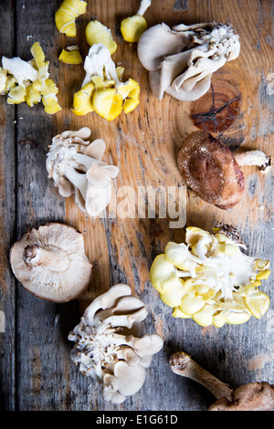 The Edible Wood, York Stock Photo - Alamy