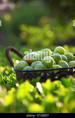green plums after collecting from trees Stock Photo - Alamy