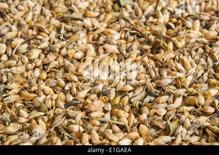 utsho suneli seeds background Stock Photo - Alamy