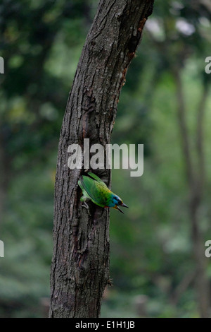 Taiwan Barbet (5-Color bird Stock Photo - Alamy