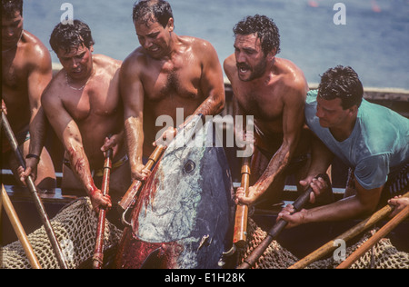 Giant Bluefin Tuna (Thunnus thynnus) swimming within the tuna net ...