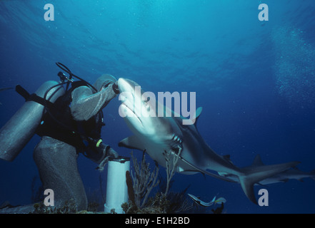 A DIVER IN A CHAIN MAIL SUIT FEEDS A REEF SHARK CARCHARHINUS PEREZI ON ...