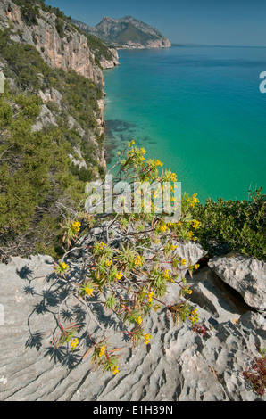 Sea water and wild flora in the coast of Cala Gonone, near the Cala ...