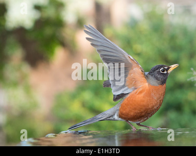 American Robin wings spread Stock Photo - Alamy