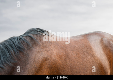 Close-up of horse's back. Brown skin on horse's back in full screen ...