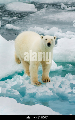 Wild polar bear on pack ice in Arctic sea Stock Photo - Alamy