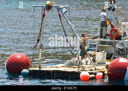 Avalon, California Catalina Island Buoys line the Avalon Bay harbor ...
