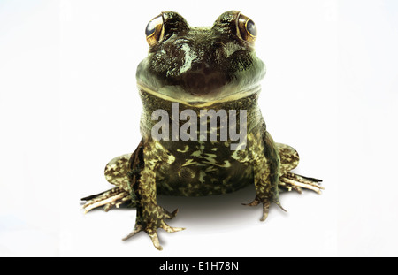 . The anatomy of the frog. Frogs -- Anatomy; Amphibians -- Anatomy. 84 ...
