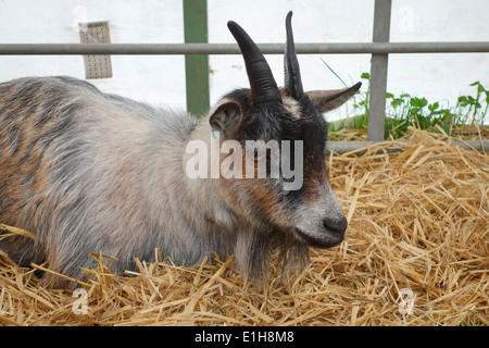 A pygmy goat at The Bath & West Show, Shepton Mallet, Somerset, England ...