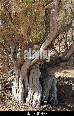 Saxaul (Haloxylon ammodendron). National park Altun Emel. Aktau ...