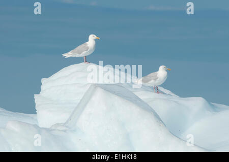 Two Glaucous Gulls (Larus hyperboreus), Svalbard, Norway Stock Photo ...
