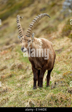 Alpine Ibex (Capra ibex) adult male, close-up of head, Niederhorn ...