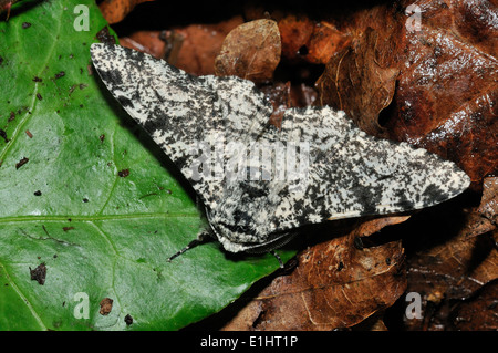 Peppered Moth (Biston betularia) light form, three adults, resting on ...