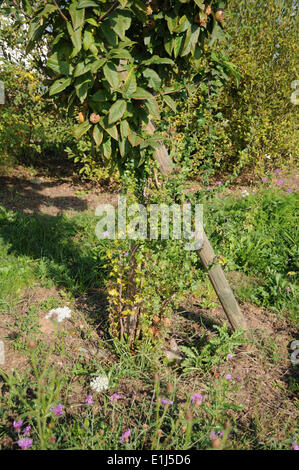 Mespilus germanica, Crataegus germanica, medlar, Mispel Stock Photo - Alamy