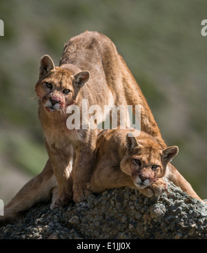 Two Cougar / Mountain lion (Puma concolor) cubs playing together with ...