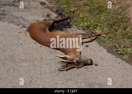 Dead deer on the roadside, animal-vehicle accident, run-over deer Stock ...