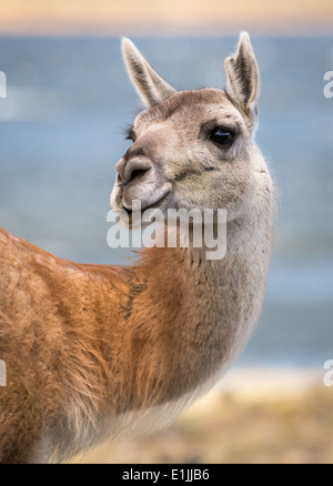 Portrait of guanaco. Torres del Paine. Chile Stock Photo - Alamy