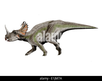 Centrosaurus apertus, a prehistoric era dinosaur from the Late ...