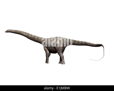 Diplodocus dinosaur, white background Stock Photo - Alamy