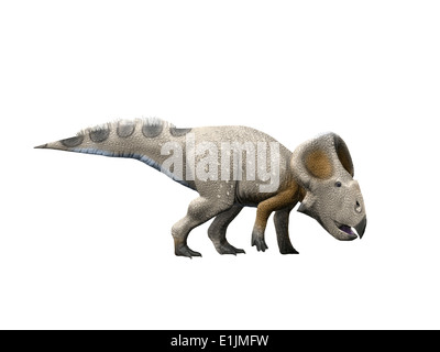 Protoceratops dinosaur, illustration Stock Photo - Alamy