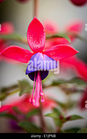 Fuchsia ‘Brutus’ in flower Stock Photo - Alamy