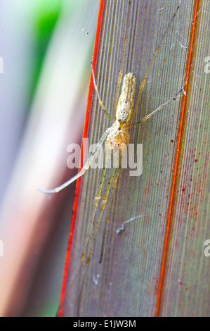 common stretchspider hatchlings Stock Photo - Alamy