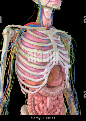 Human ribcage and internal organs computer artwork Stock Photo - Alamy