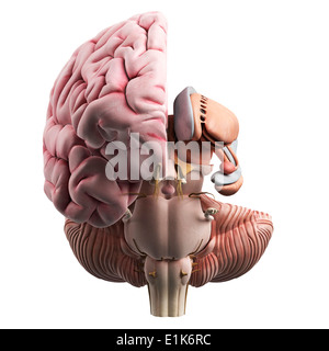 Human brain cut away computer artwork Stock Photo - Alamy