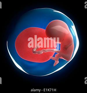 Fetal Development Week 11 Stock Photo - Alamy