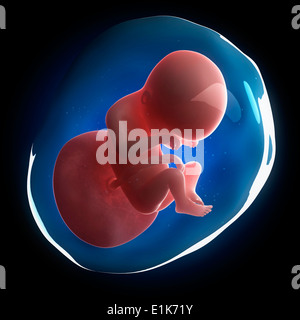 illustration of the fetal development - week 19 Stock Photo - Alamy