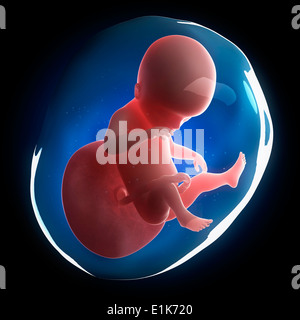 Fetal Development Week 20 Stock Photo - Alamy
