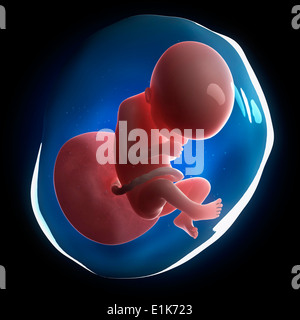 Fetal Development Week 22 Stock Photo - Alamy
