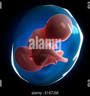 Fetal Development Week 35 Stock Photo - Alamy