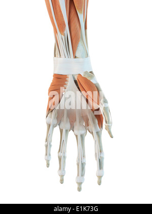 Human muscles in the hand computer artwork Stock Photo - Alamy