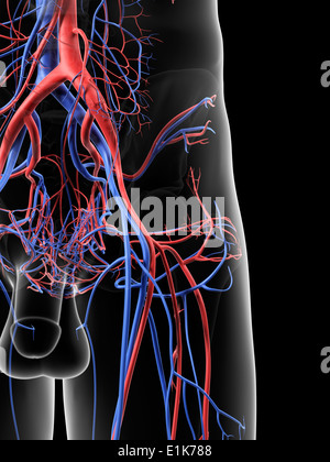 The blood vessels of the hip Stock Photo - Alamy