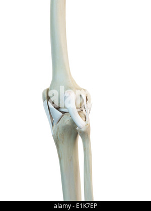 Human knee ligament, computer artwork Stock Photo - Alamy