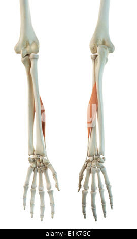 Abductor Pollicis Longus Stock Photo - Alamy