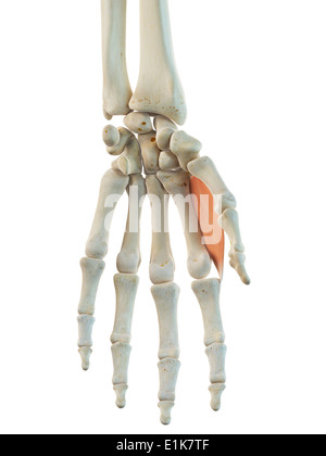 Illustration of the dorsal interosseous muscle Stock Photo - Alamy