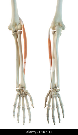 Extensor carpi radialis longus muscle, illustration Stock Photo - Alamy